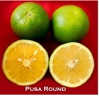 ICAR-indian agricultural research institute